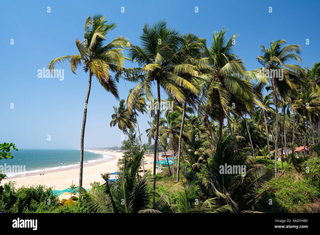 Palm trees and boats on the beach in Goa, South India, tropical west ...