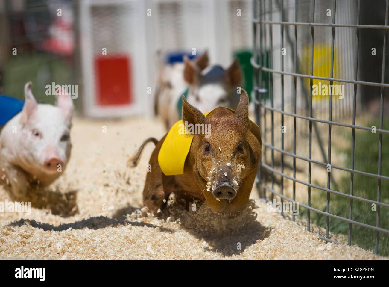 Oreo pig hi-res stock photography and images - Alamy