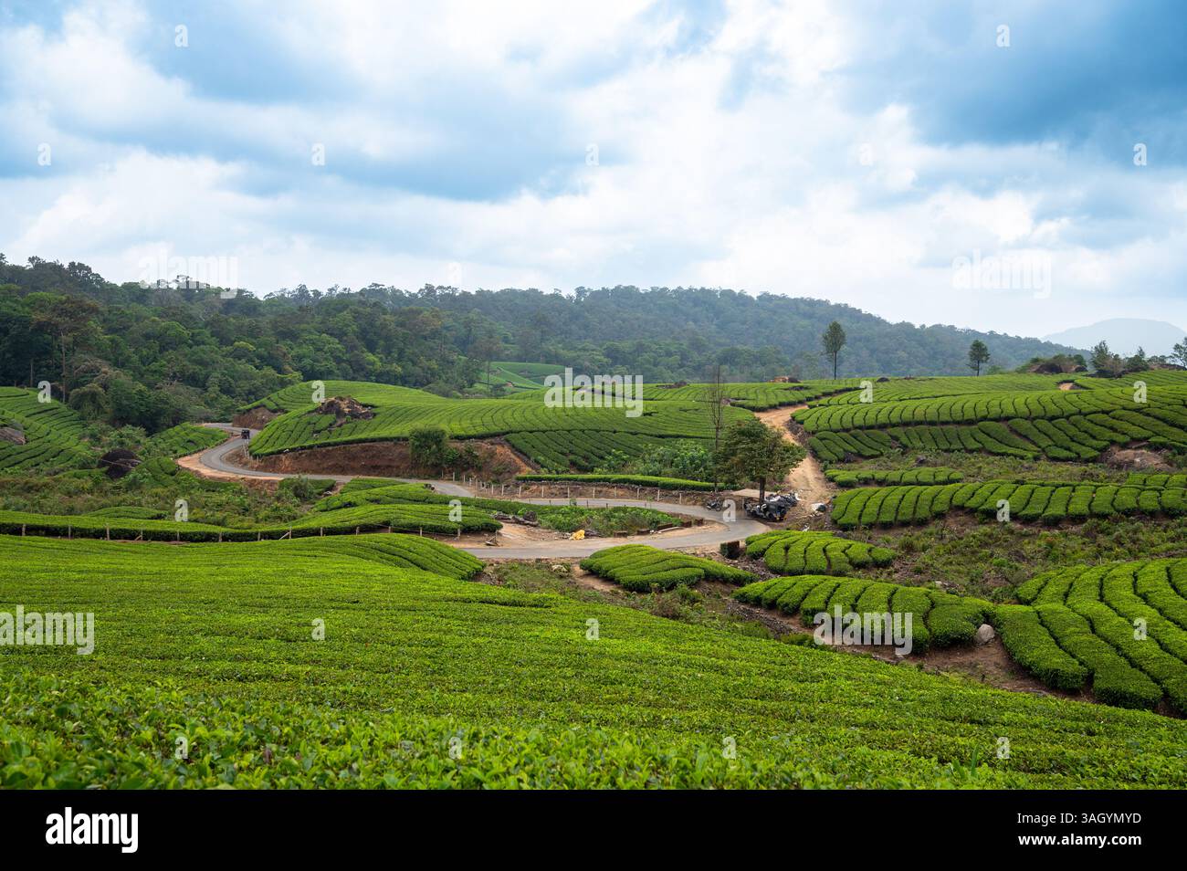 Tea plantation in Munnar, South India, landscape with fields in Kerala ...