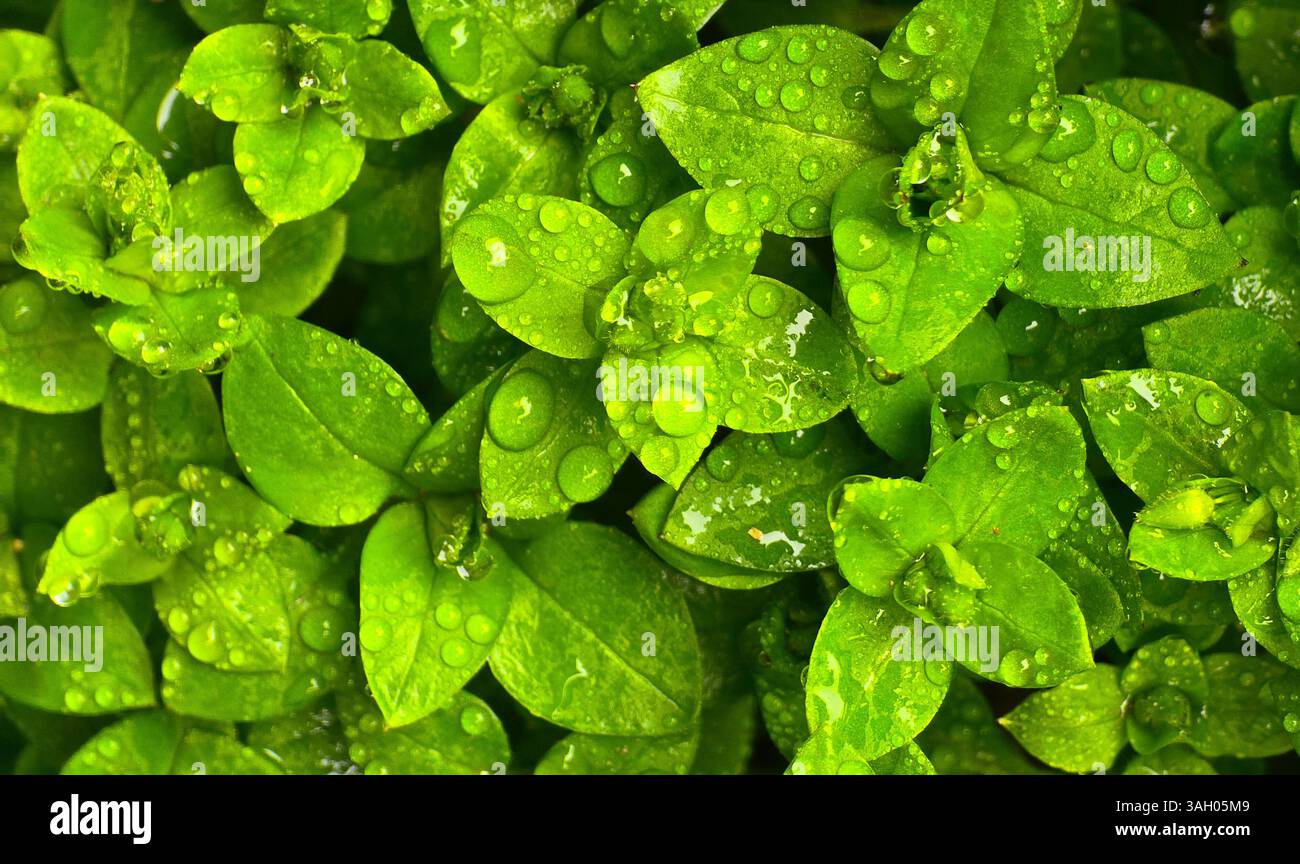 Rain drops on green fresh grass in the garden, natural background with ...