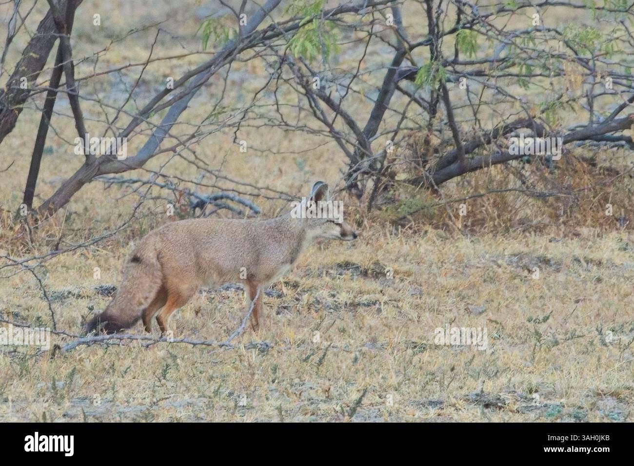 Bengal Fox or Indian Fox (Vulpes bengalensis), standing, early morning ...
