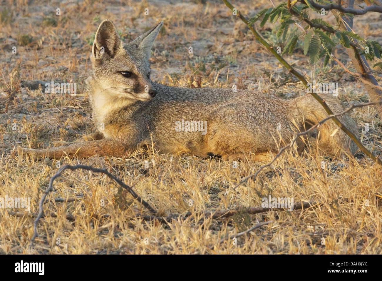Bengal or Indian Fox (Vulpes bengalensis) laid down in the early ...