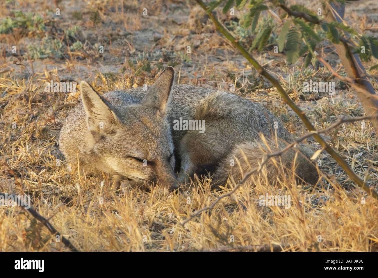 Bengal or Indian Fox (Vulpes bengalensis) curled up asleep in the early ...