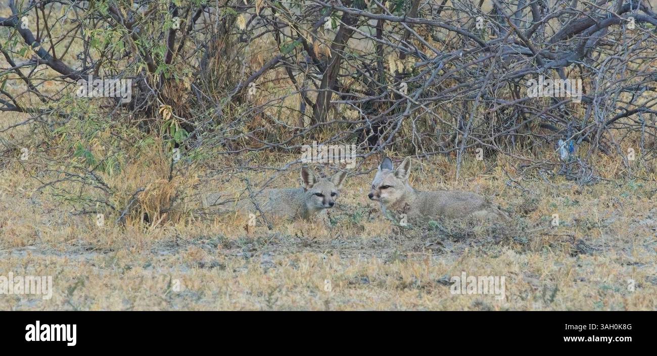 A pair of Indian Foxes, also known as Bengal fox, (Vulpes bengalensis ...