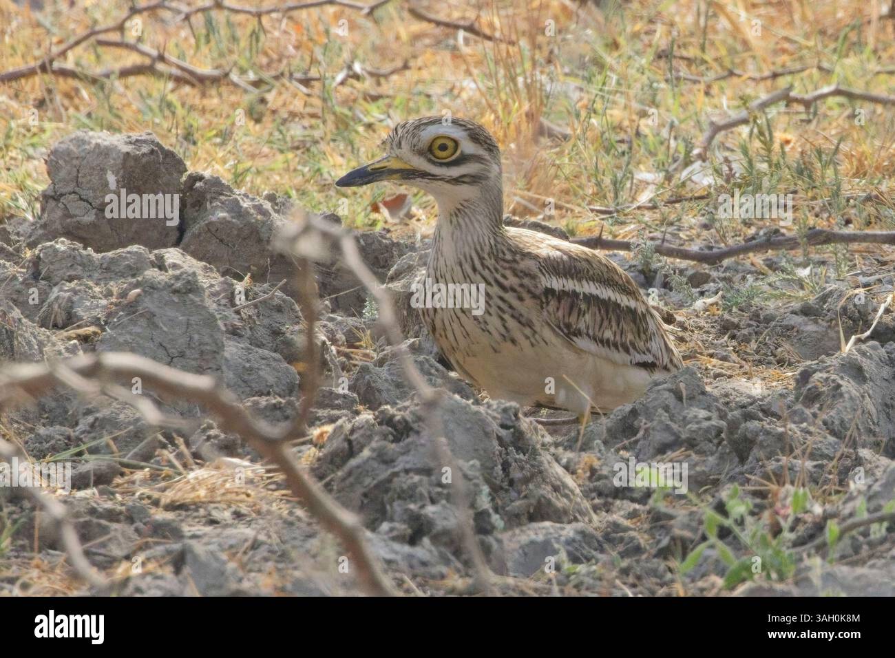 Indian Stone-curlew, (Thick-knee, Burhinus indicus) standing amongst ...