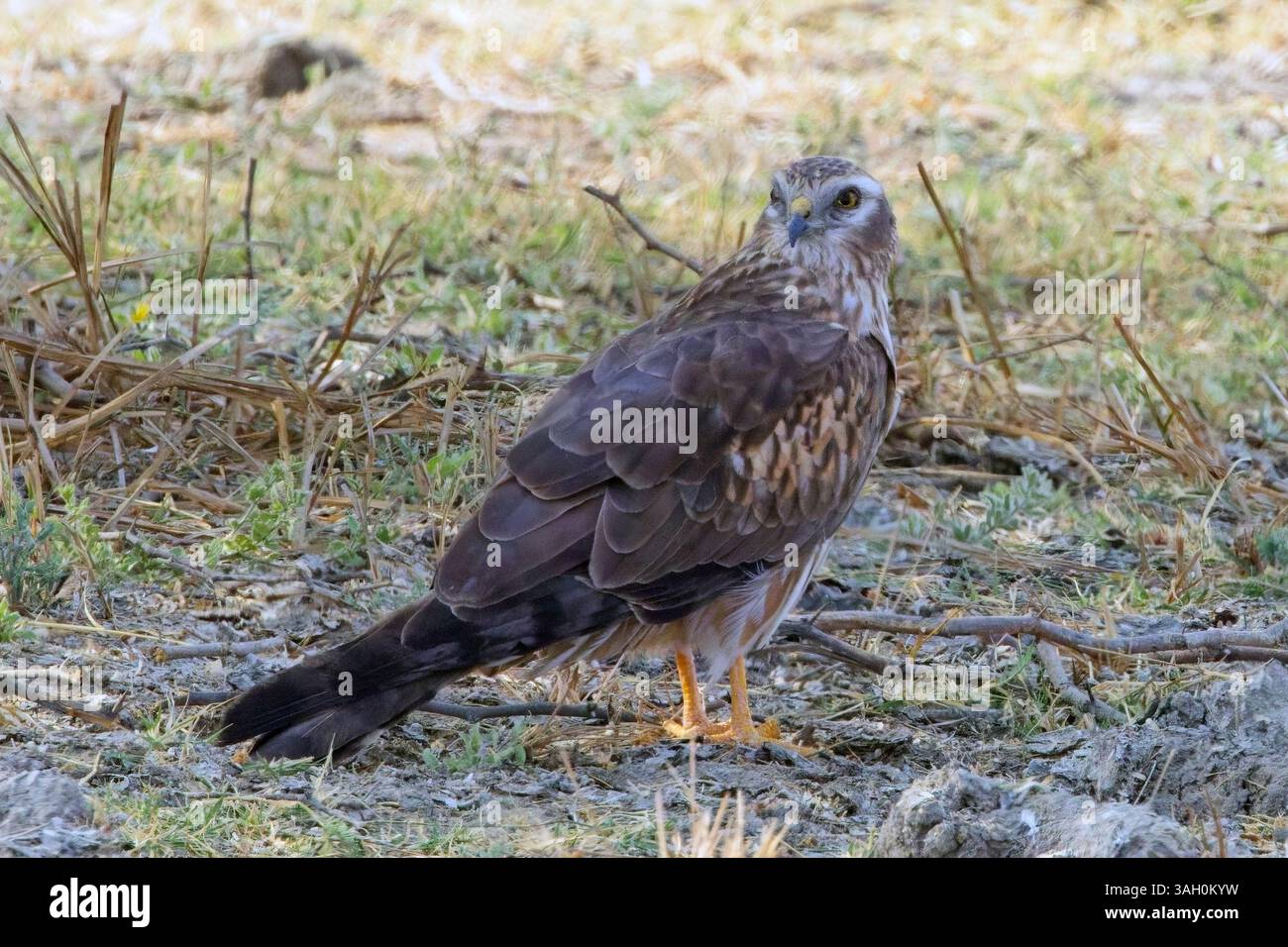 Montagu's Harrier (Circus pygargus) female or immature standing on the ...