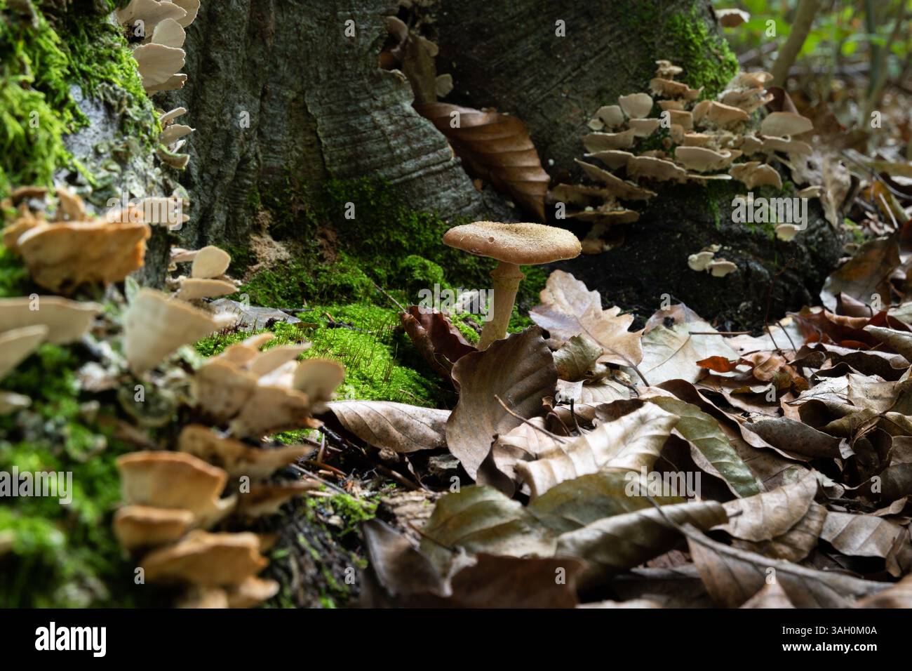 Armillaria ostoyae parasitic mushroom close up at base of tree in ...