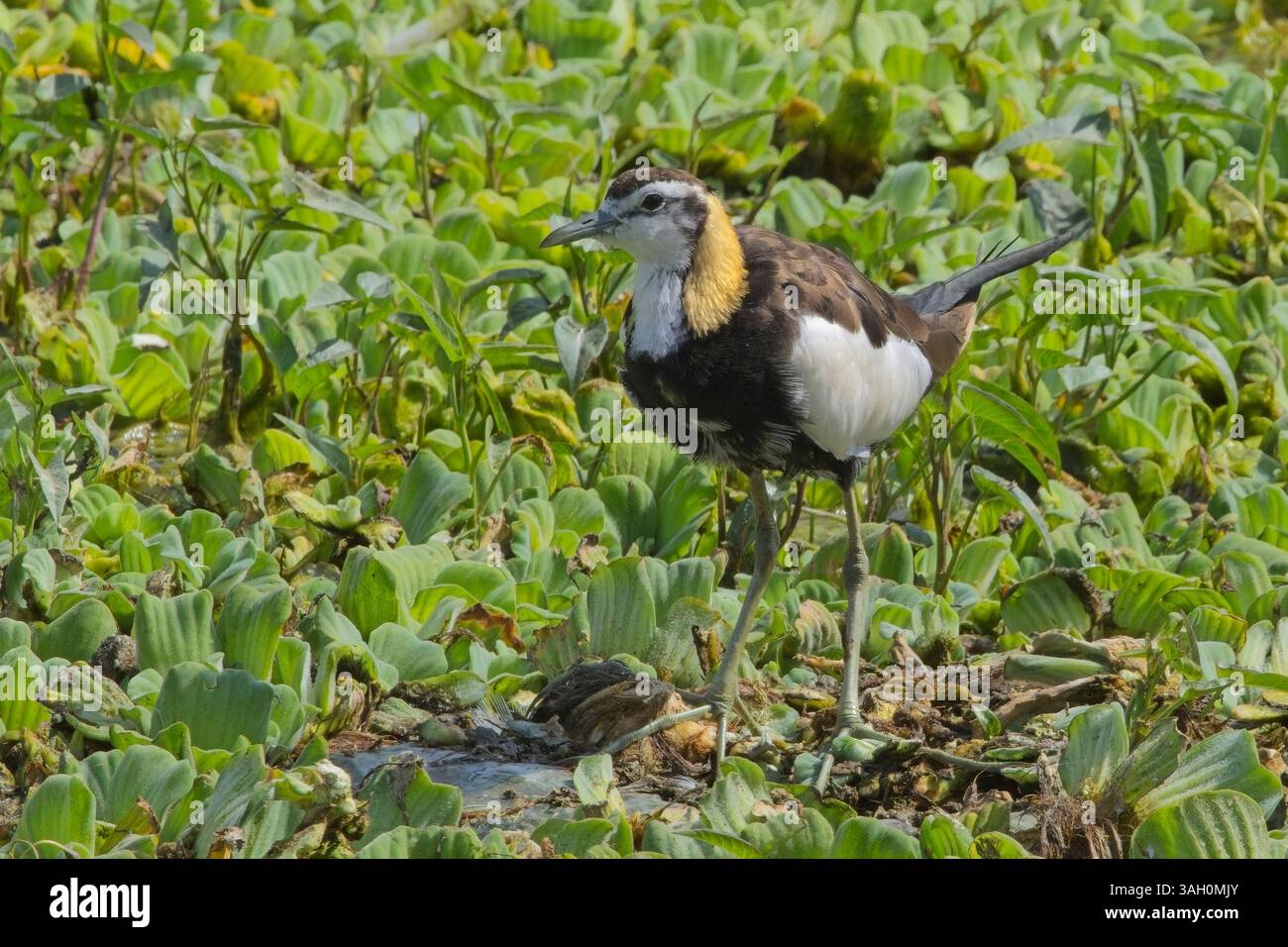 Pheasant-tailed Jacana (Hydrophasianus chirurgus), in breeding plumage ...