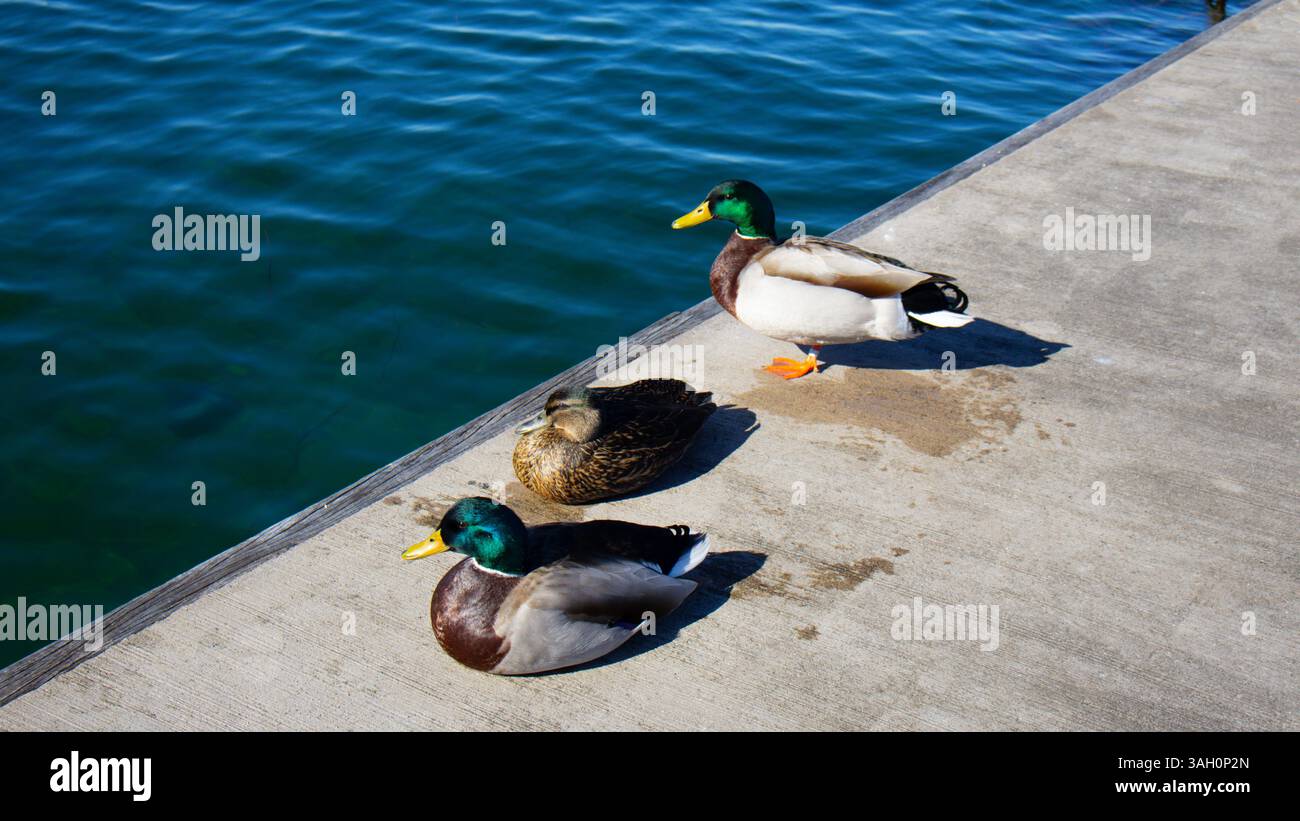 Ducks on a landing stage near the North Sea, peacefully resting by the ...