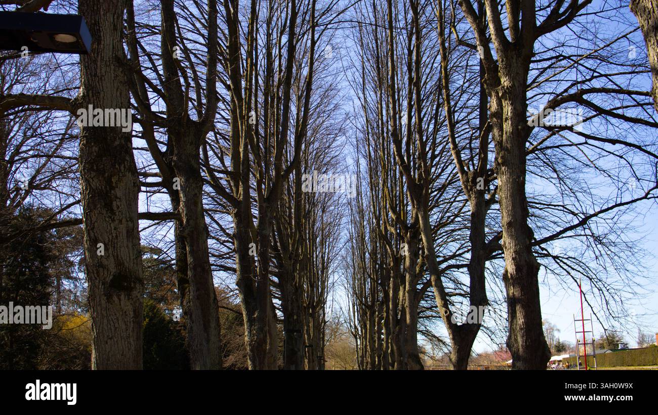 A tree-lined path in a park in Malmö, Sweden, offering a peaceful walk ...