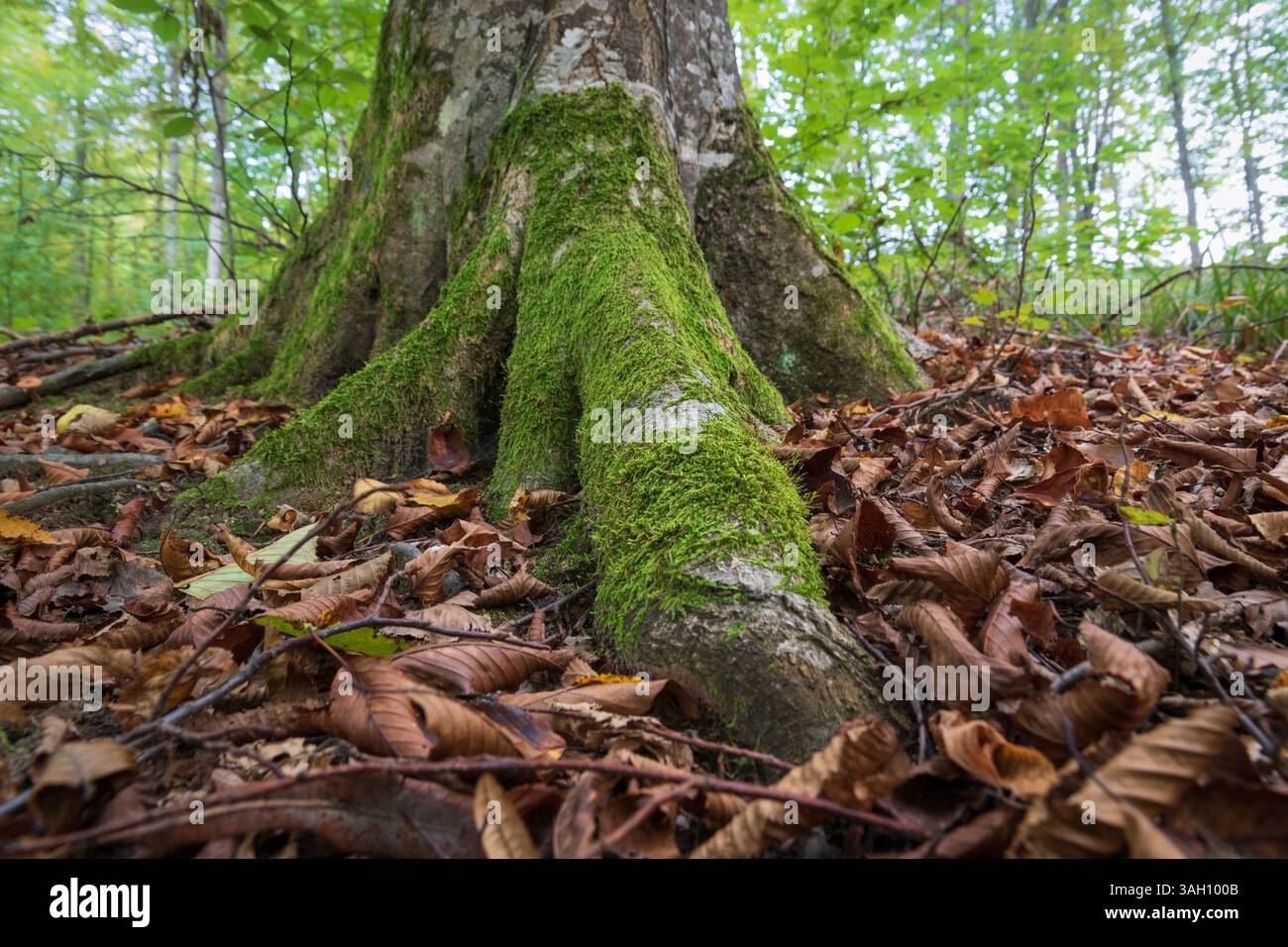 Hornbeam root covered with moss close up, floor covered with dry leaves ...