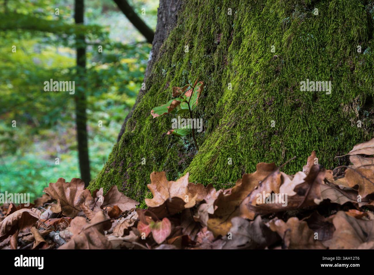 Young tree base big hi-res stock photography and images - Alamy