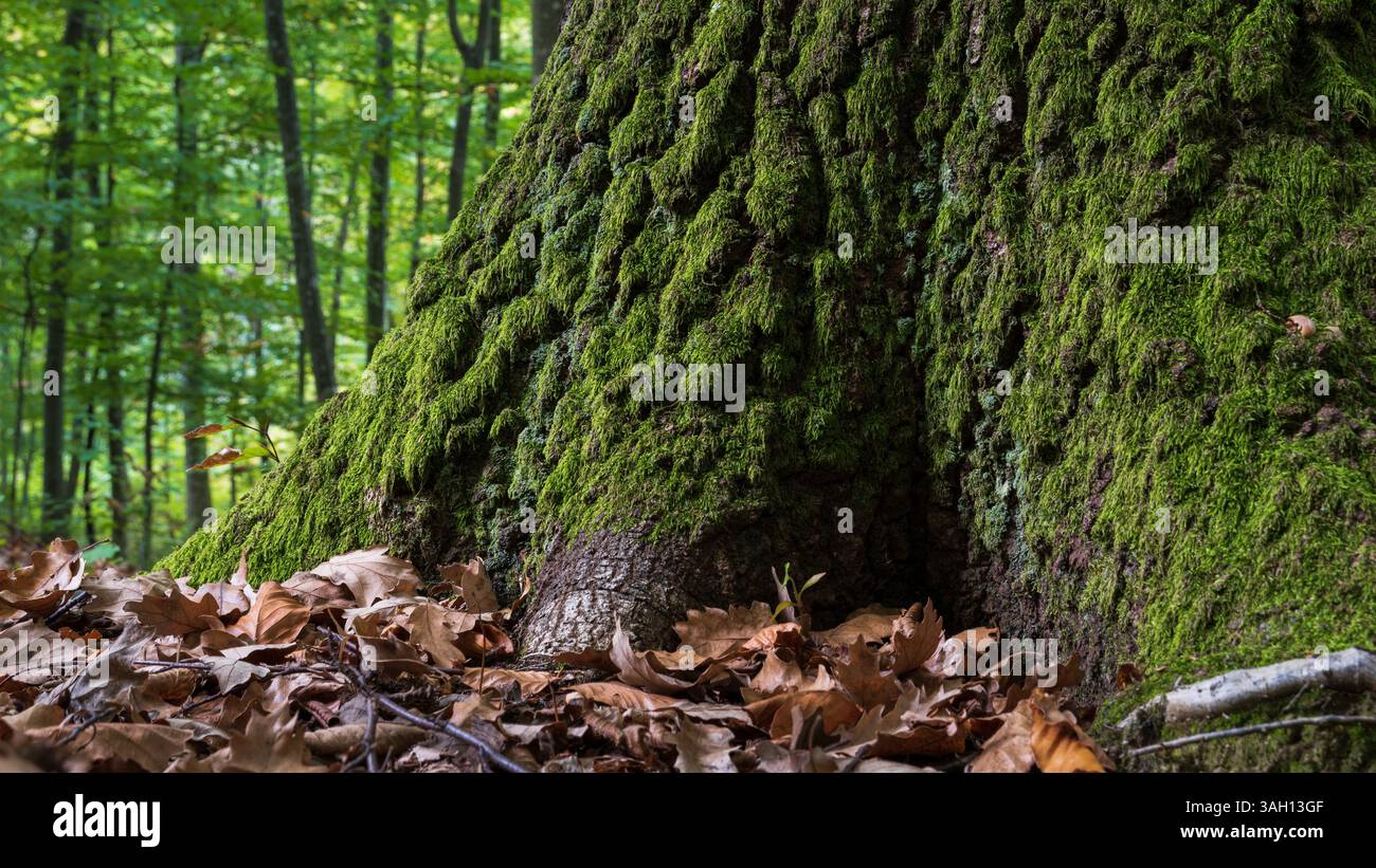 Oak bark covered with moss at base of tree close up, deciduous forest ...