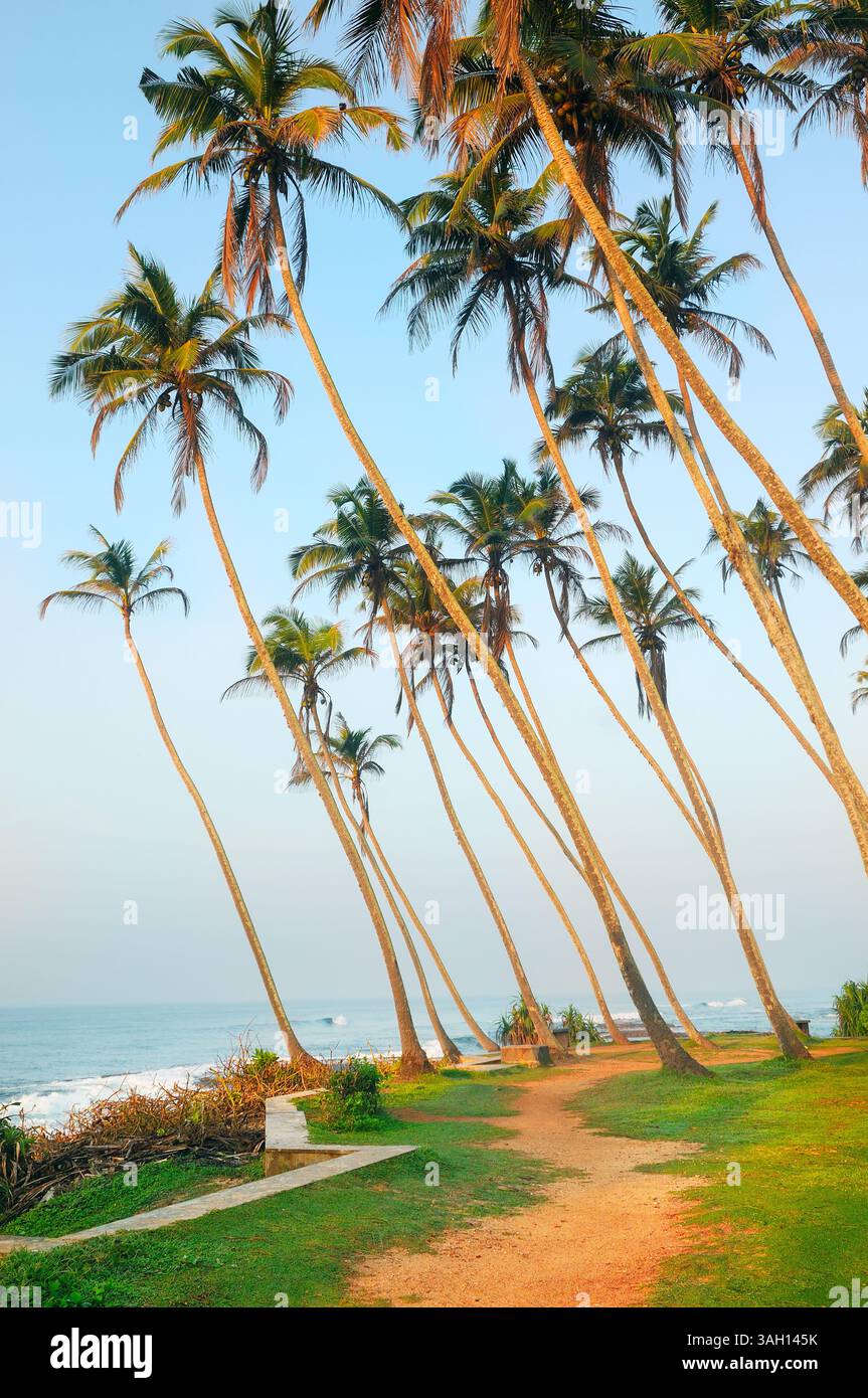 Morning on the ocean beach. Coconut trees in the morning sun Stock ...