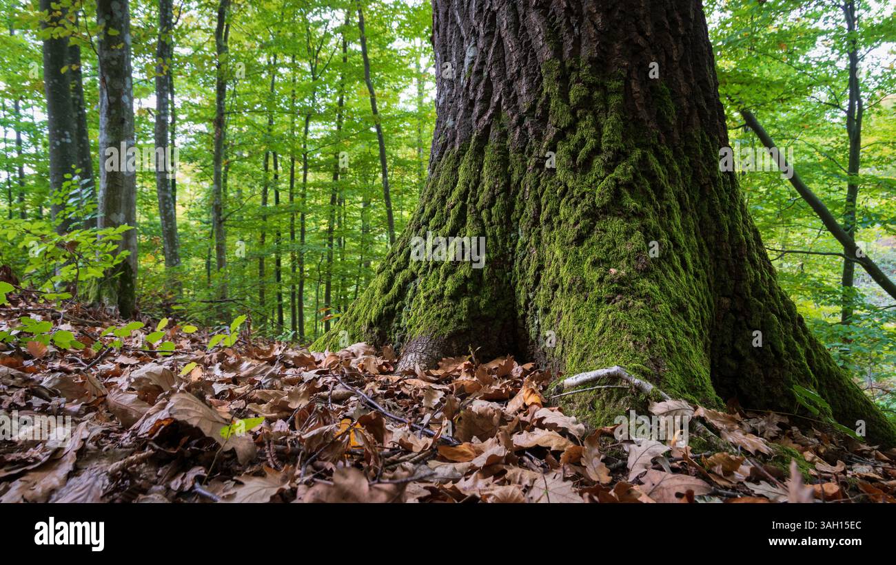 Oak tree base with rough bark covered with moss, detail from deciduous ...