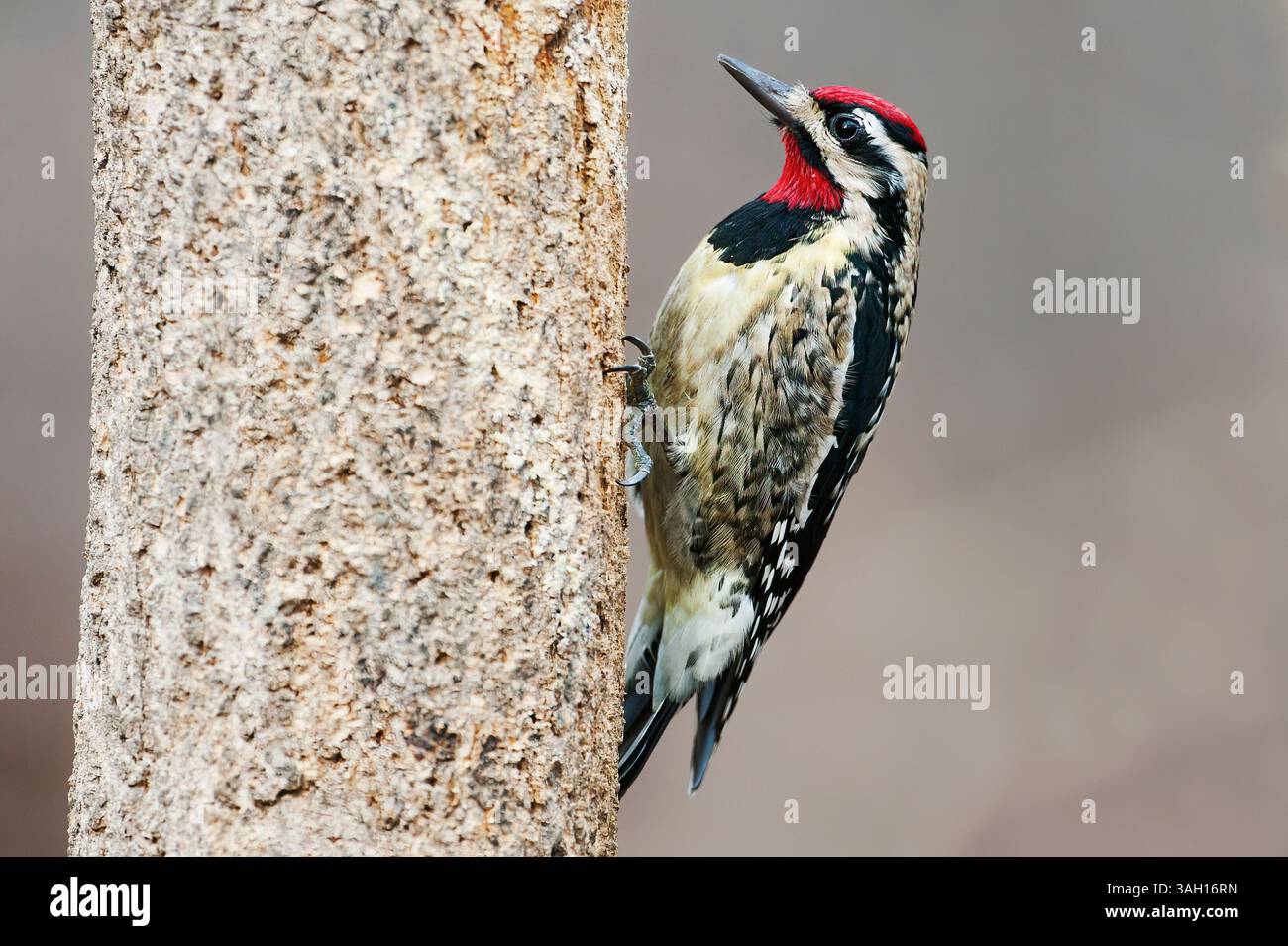 Male yellow-bellied sapsucker Stock Photo - Alamy