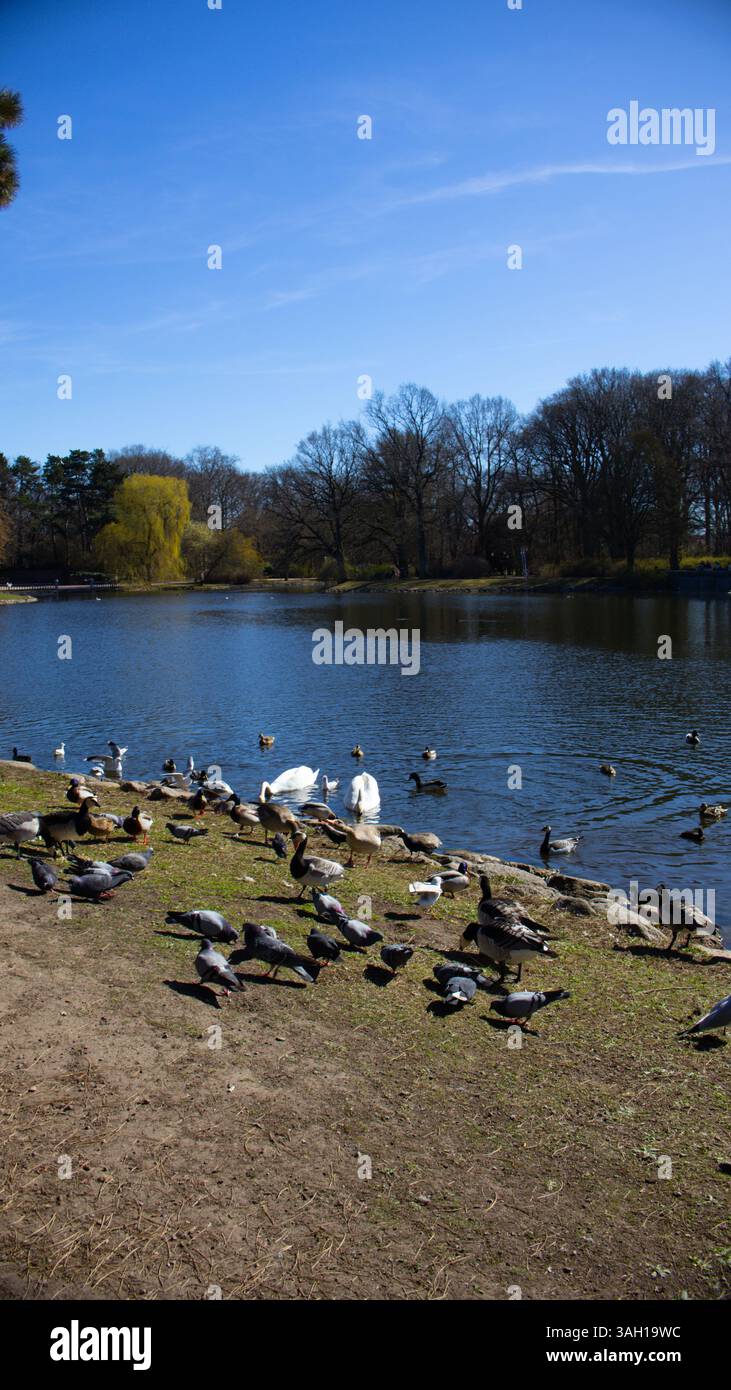 Different birds eating seeds on the shore in the park during spring ...