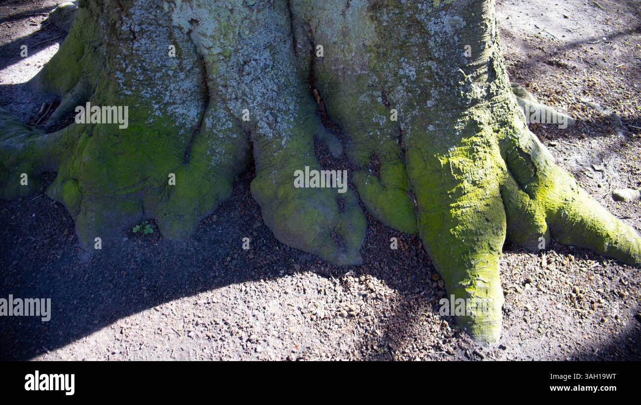 An old, great root tree covered with edges, showcasing the natural ...