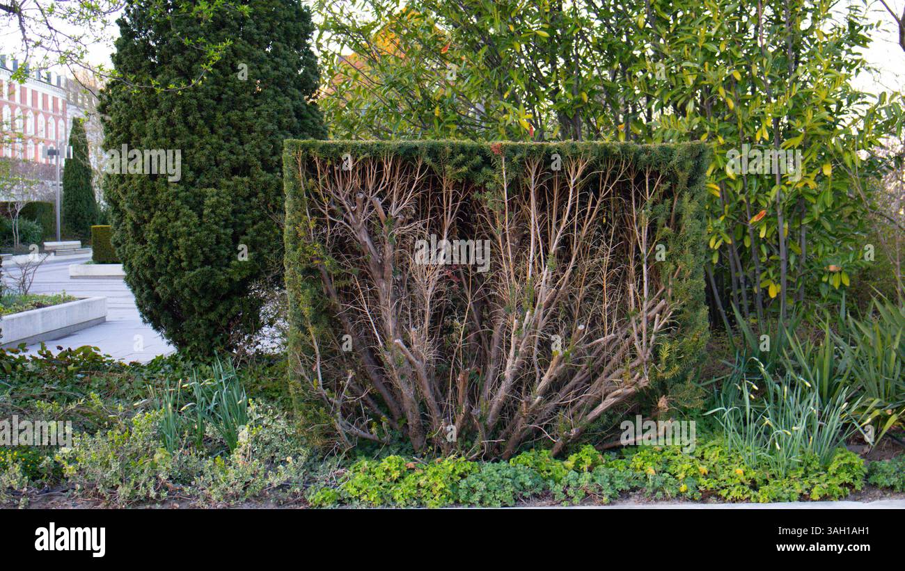 A squared green bush in the park during spring, adding symmetry and ...