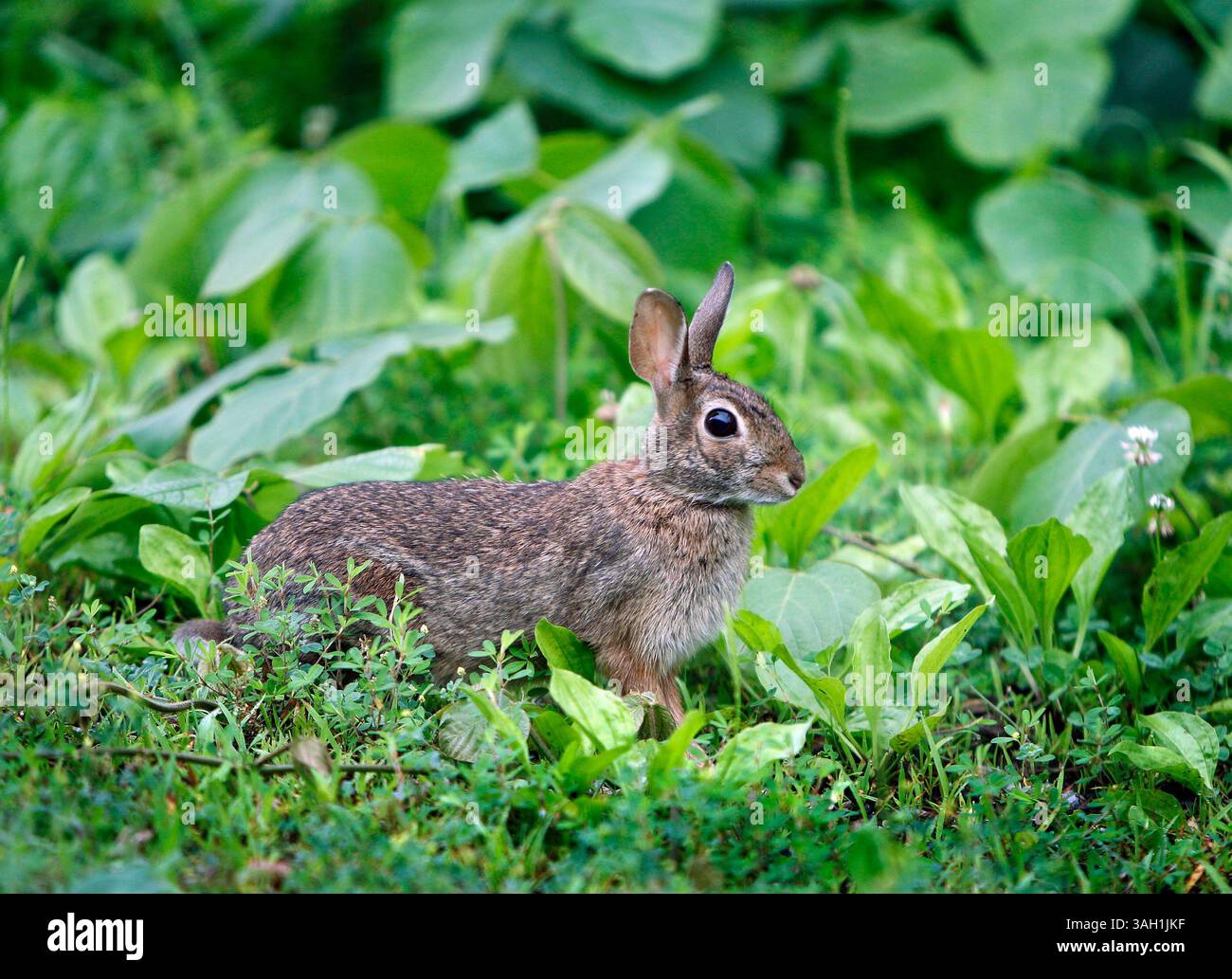 Dateline butterfly hi-res stock photography and images - Alamy