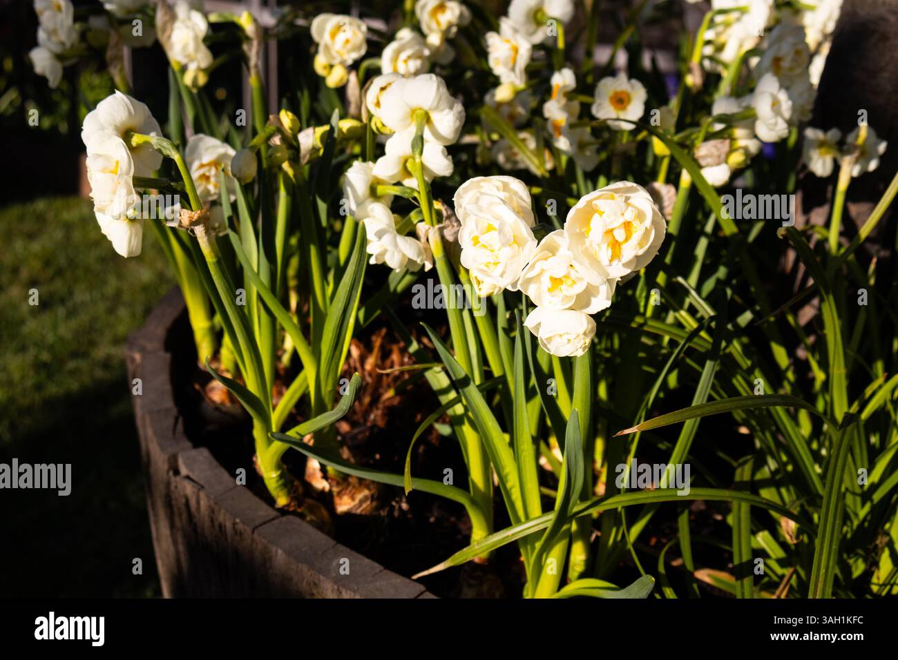 Beautiful little daffodil flowers blooming in the park, adding vibrant ...