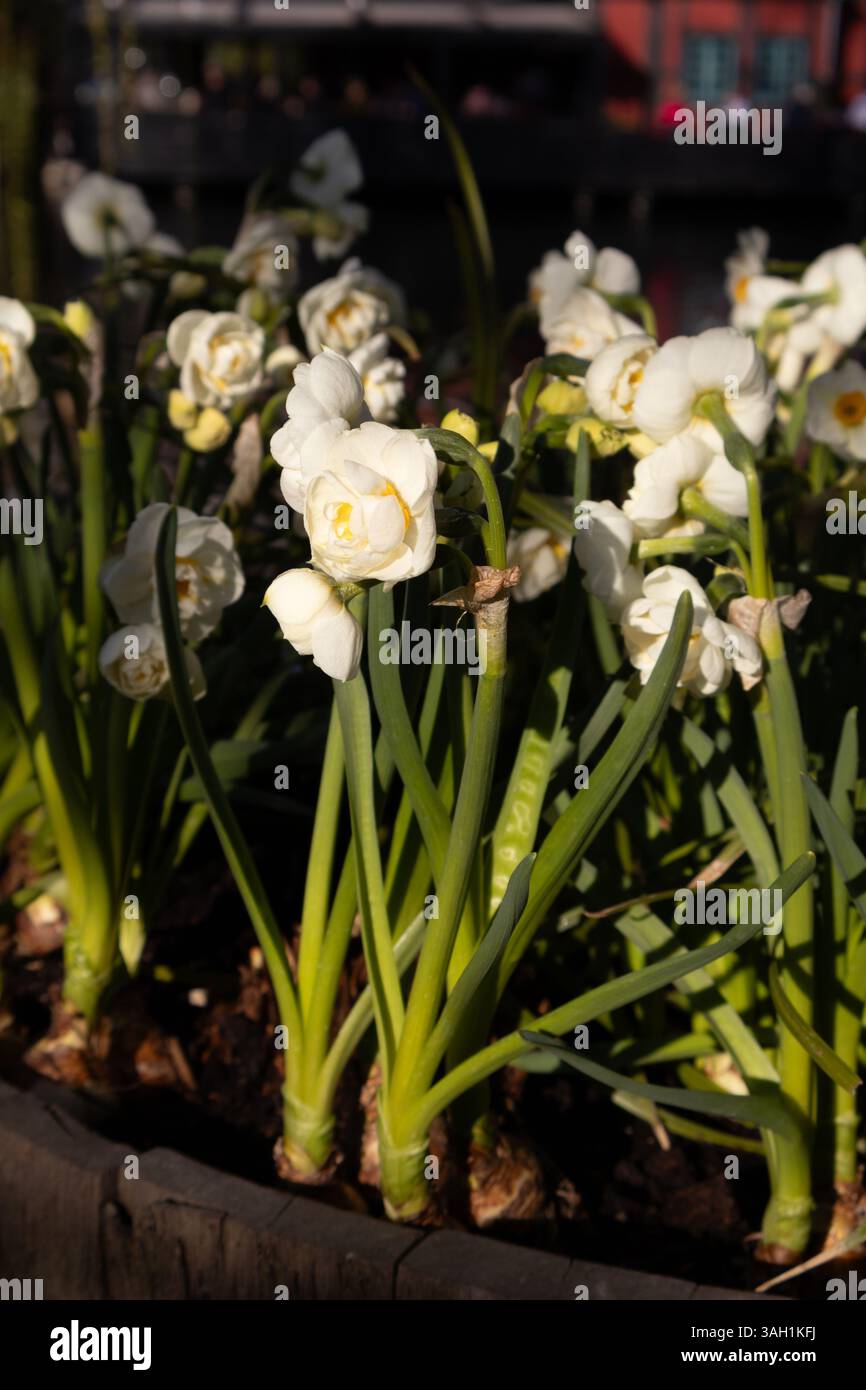 Beautiful little daffodil flowers blooming in the park, adding vibrant ...