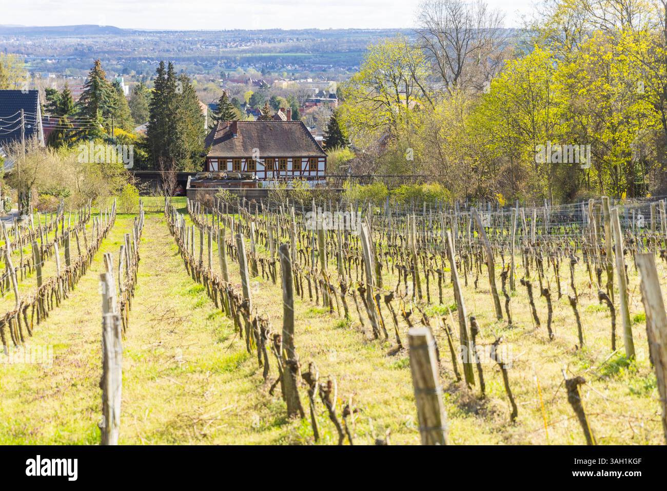 Frühling in Radebeul Weinberge im Frühlingslicht. Radebeul Sachsen ...
