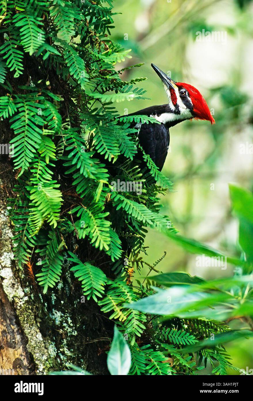 Malar stripe hi-res stock photography and images - Alamy