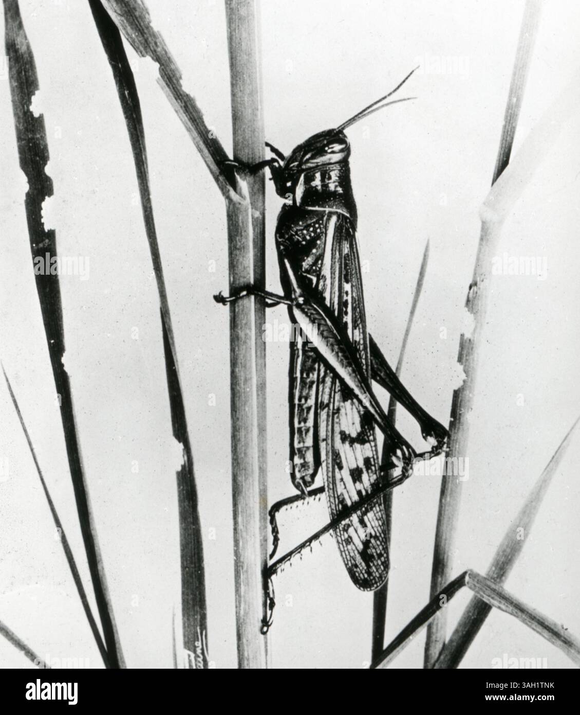 Corn The Grasshopper : Close-Up of Grasshopper on Plant Stem ...