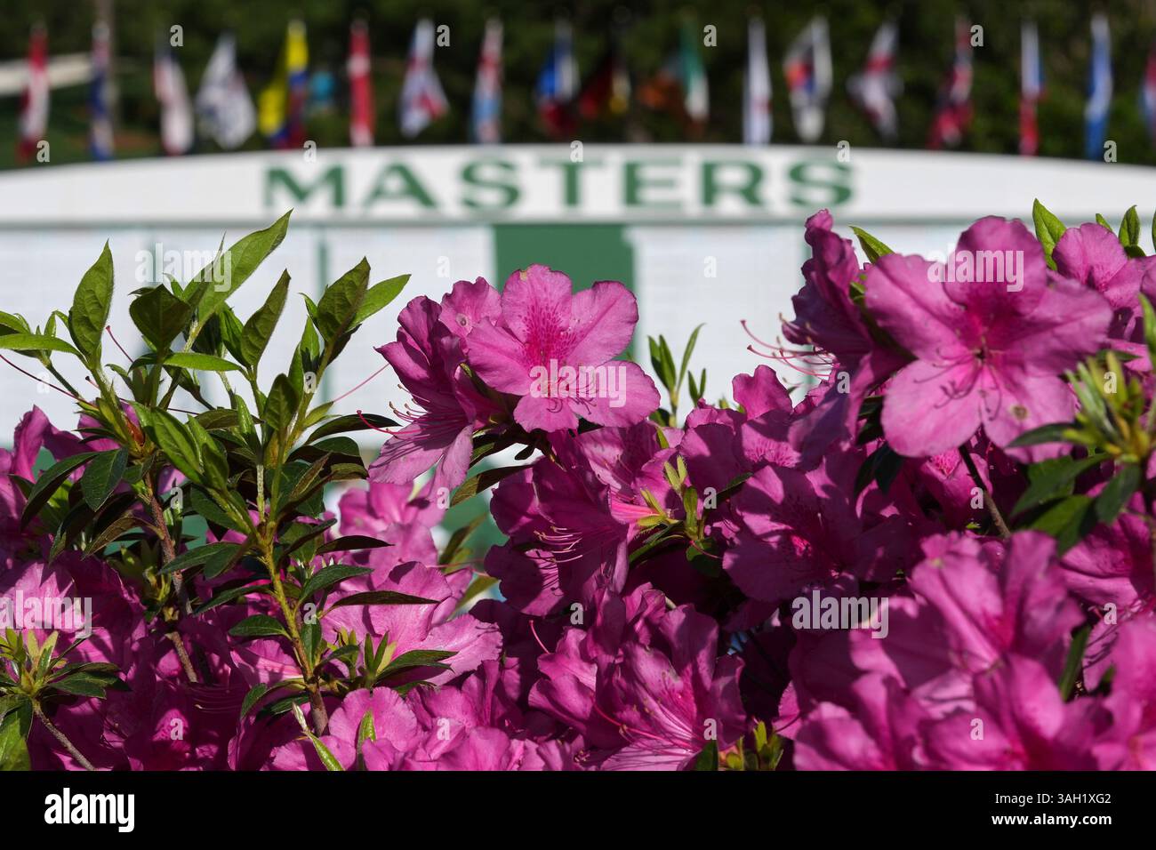 Azaleas are seen in front of the main scoreboard during a practice ...