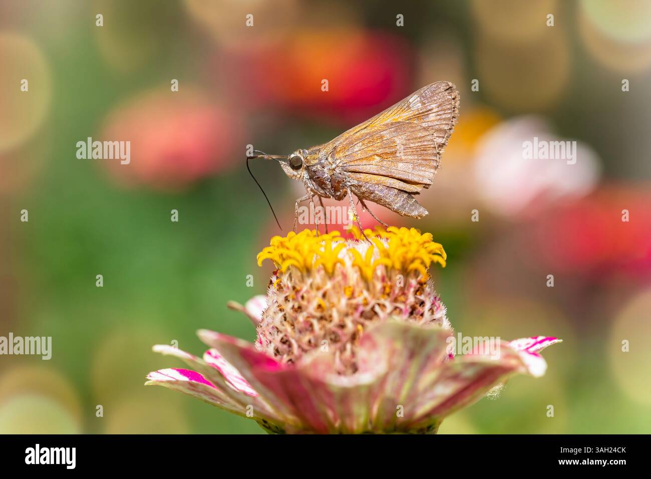 Skipper Butterfly Profile with Proboscis Out Stock Photo - Alamy