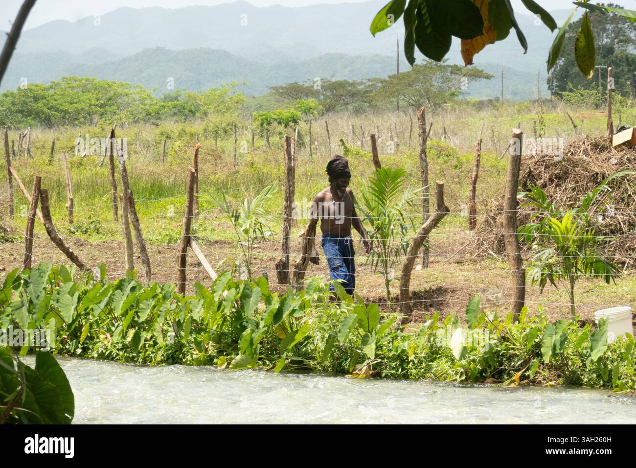 April 8, 2025, Westmoreland, Jamaica: A Rastaman walking along Roaring ...