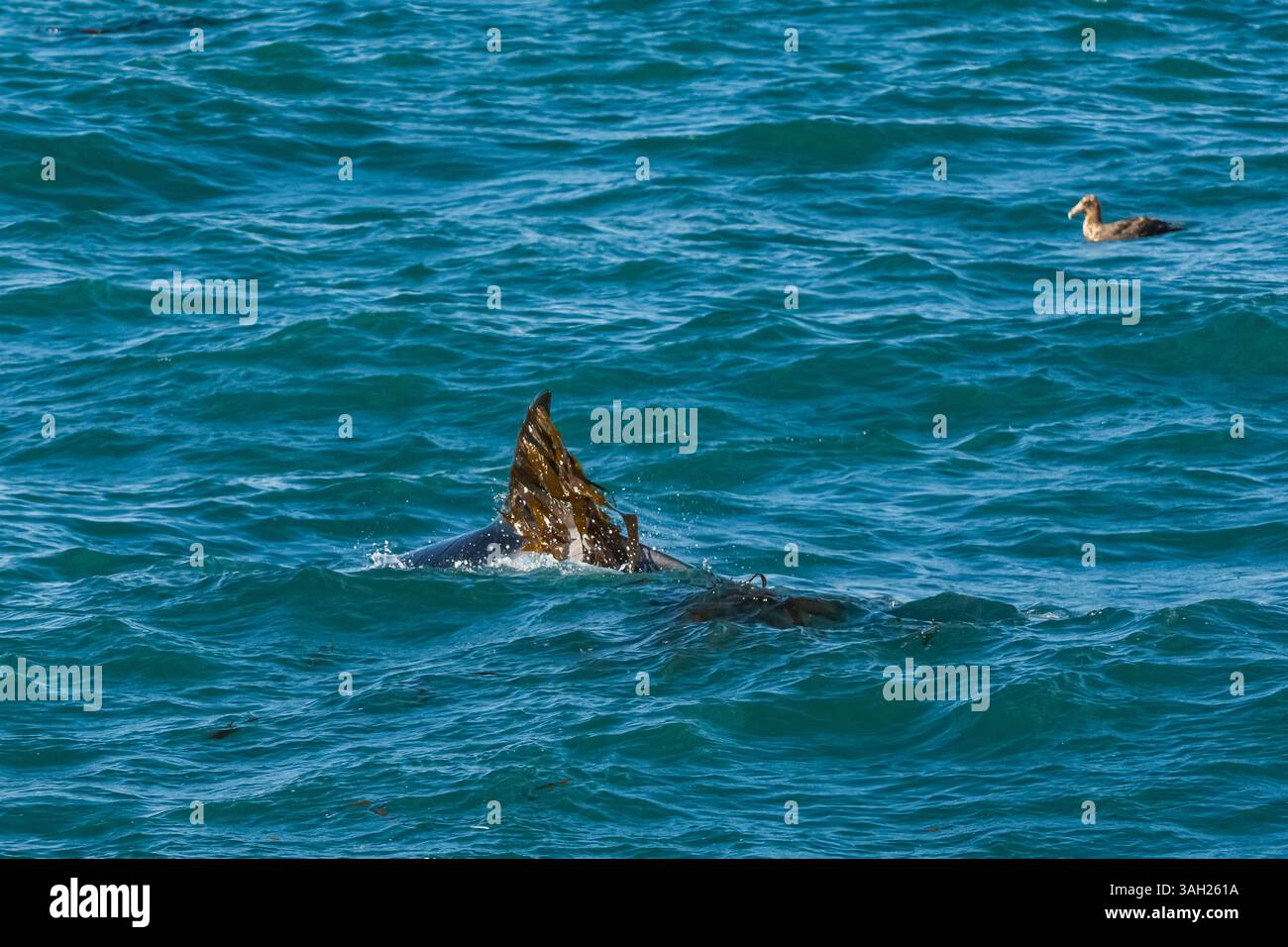 Killer Whale, Orca, playing with seaweed, Peninsula Valdes, Patagonia ...