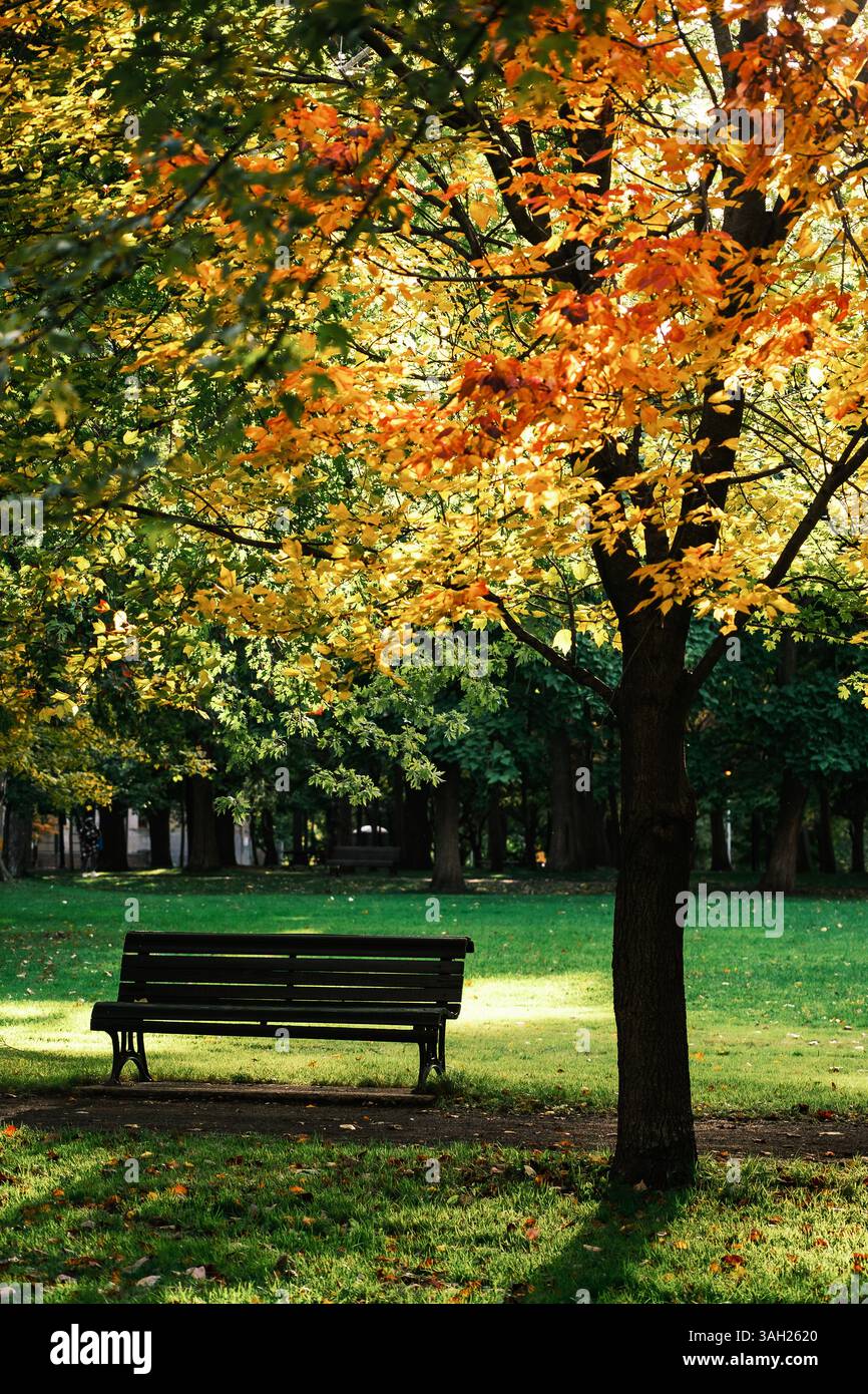 Empty bench park during hi-res stock photography and images - Alamy