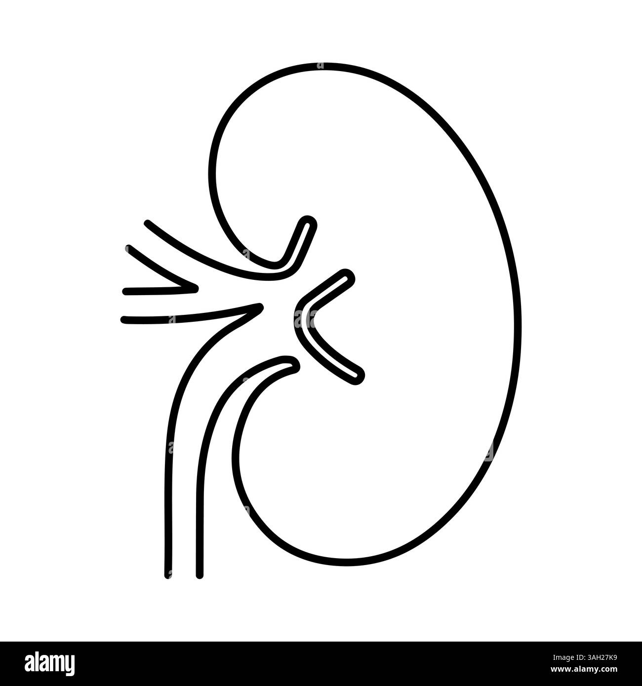 Human Kidney Anatomy Outline Renal System Illustration Stock Vector ...