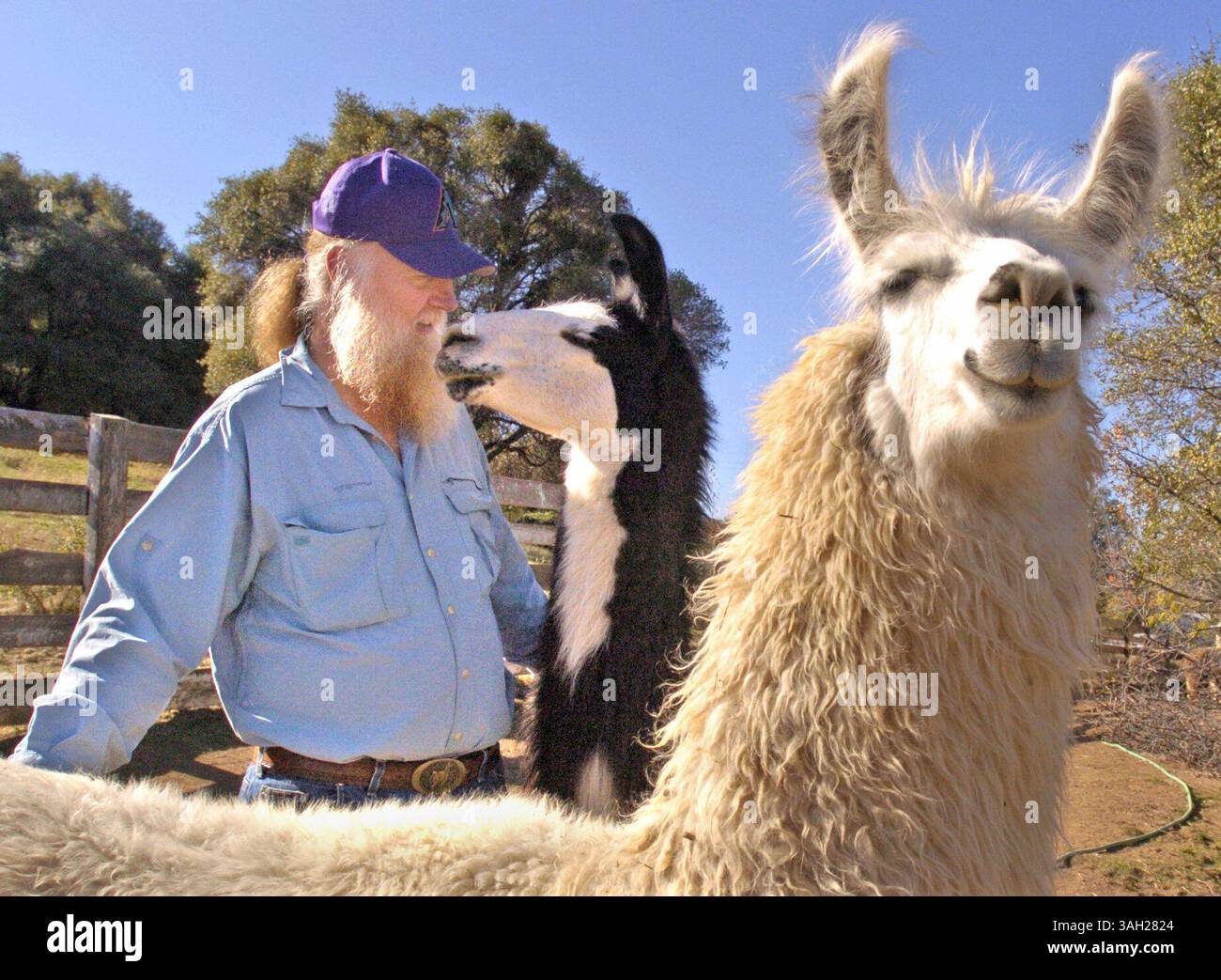 George Caldwell is pictured with a couple of llamas on his llama ranch ...