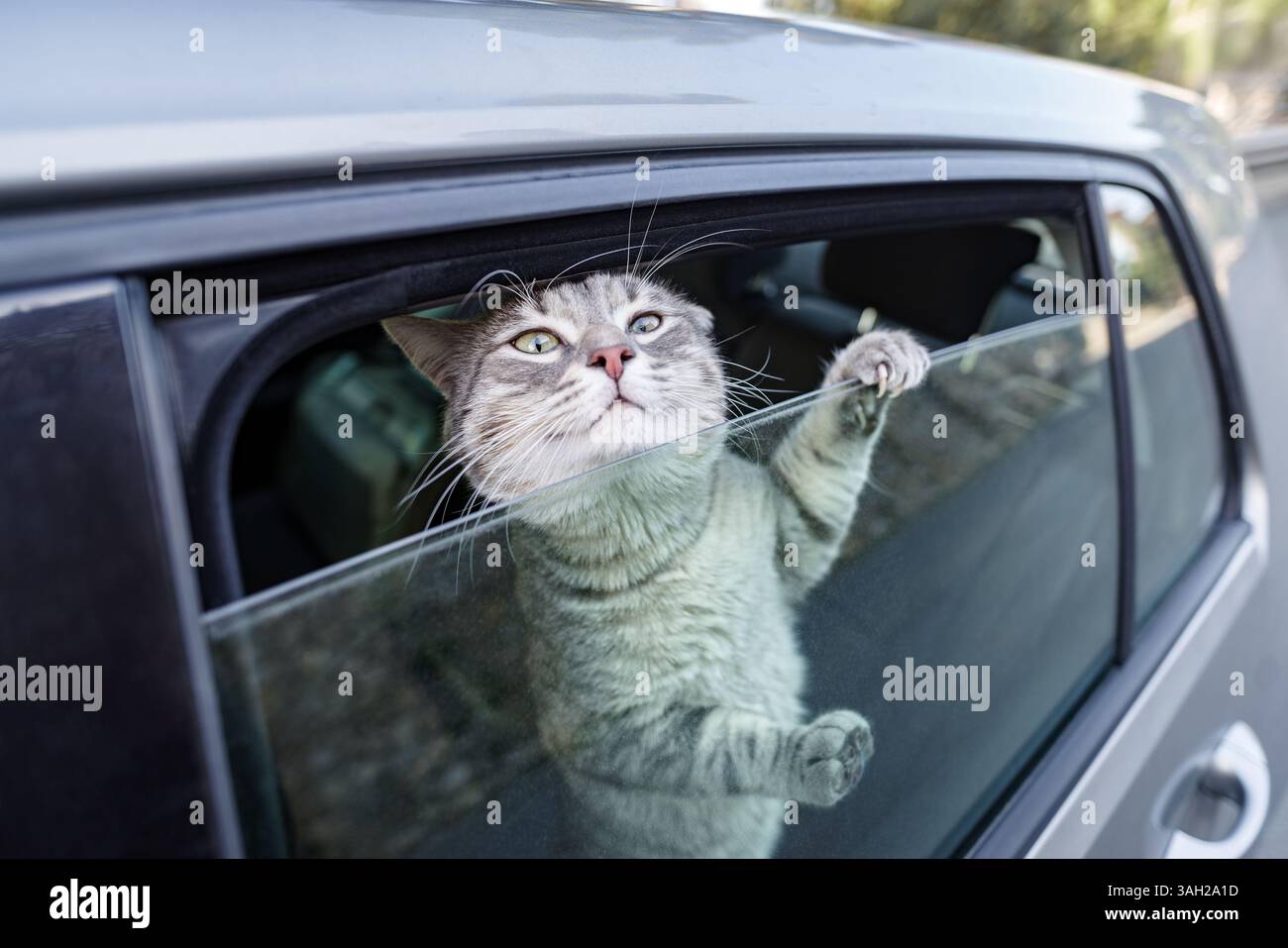 Cat sticking head out car window Stock Photo - Alamy