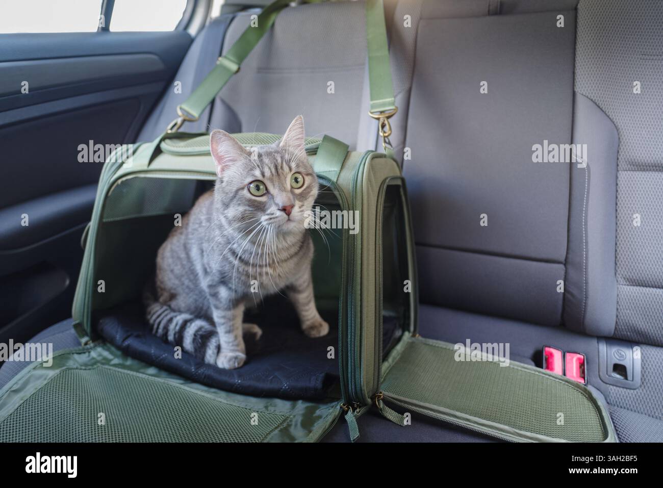 Cat in pet carrier on passenger seat of the car Stock Photo - Alamy