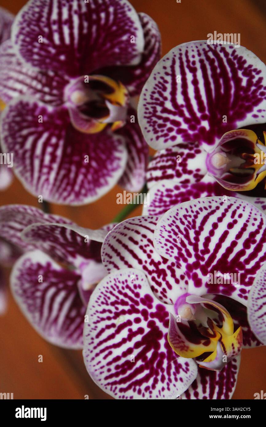 Beautiful orchid flowers in Depok Indonesia Stock Photo - Alamy