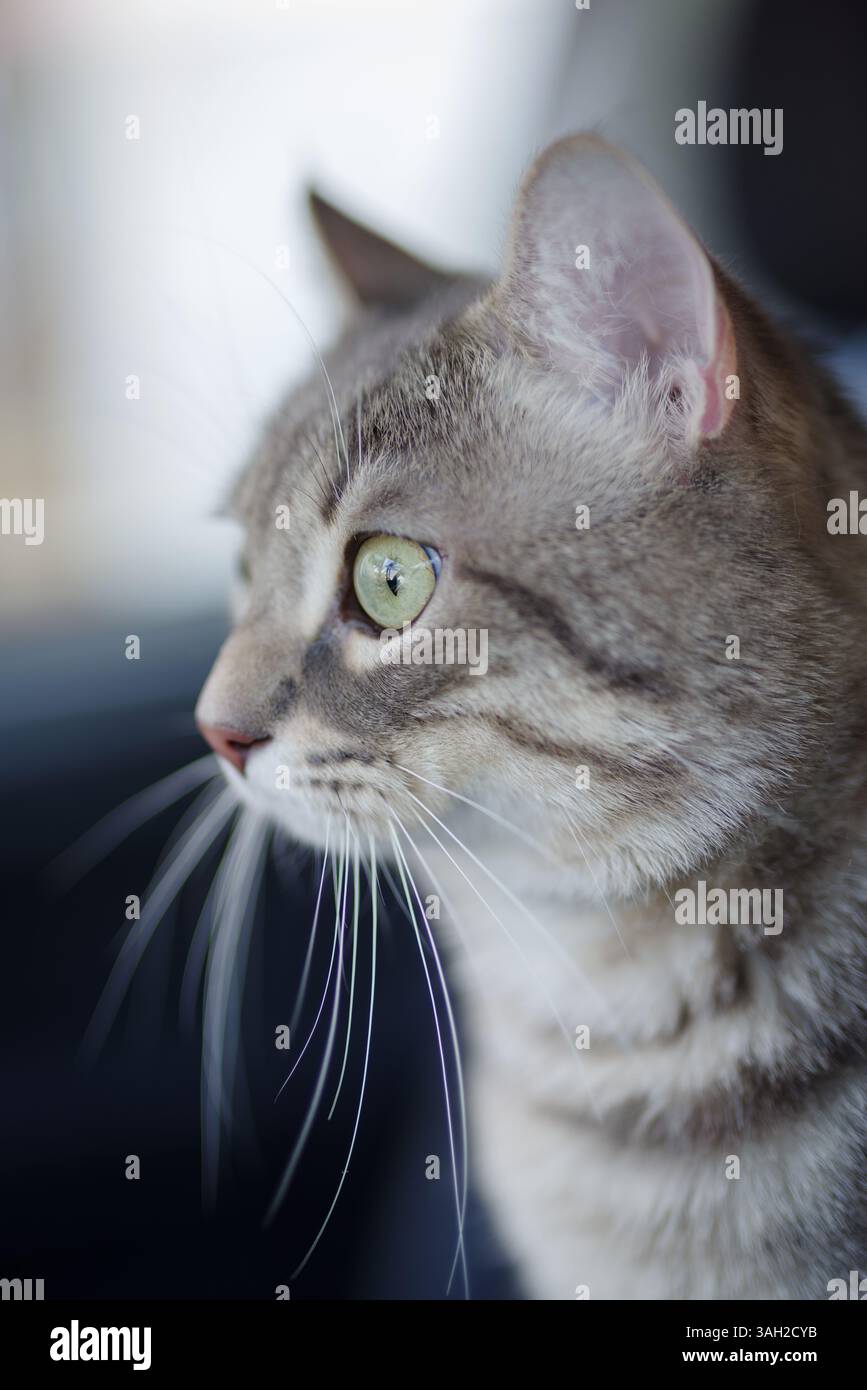 Portrait gray tabby house hi-res stock photography and images - Alamy