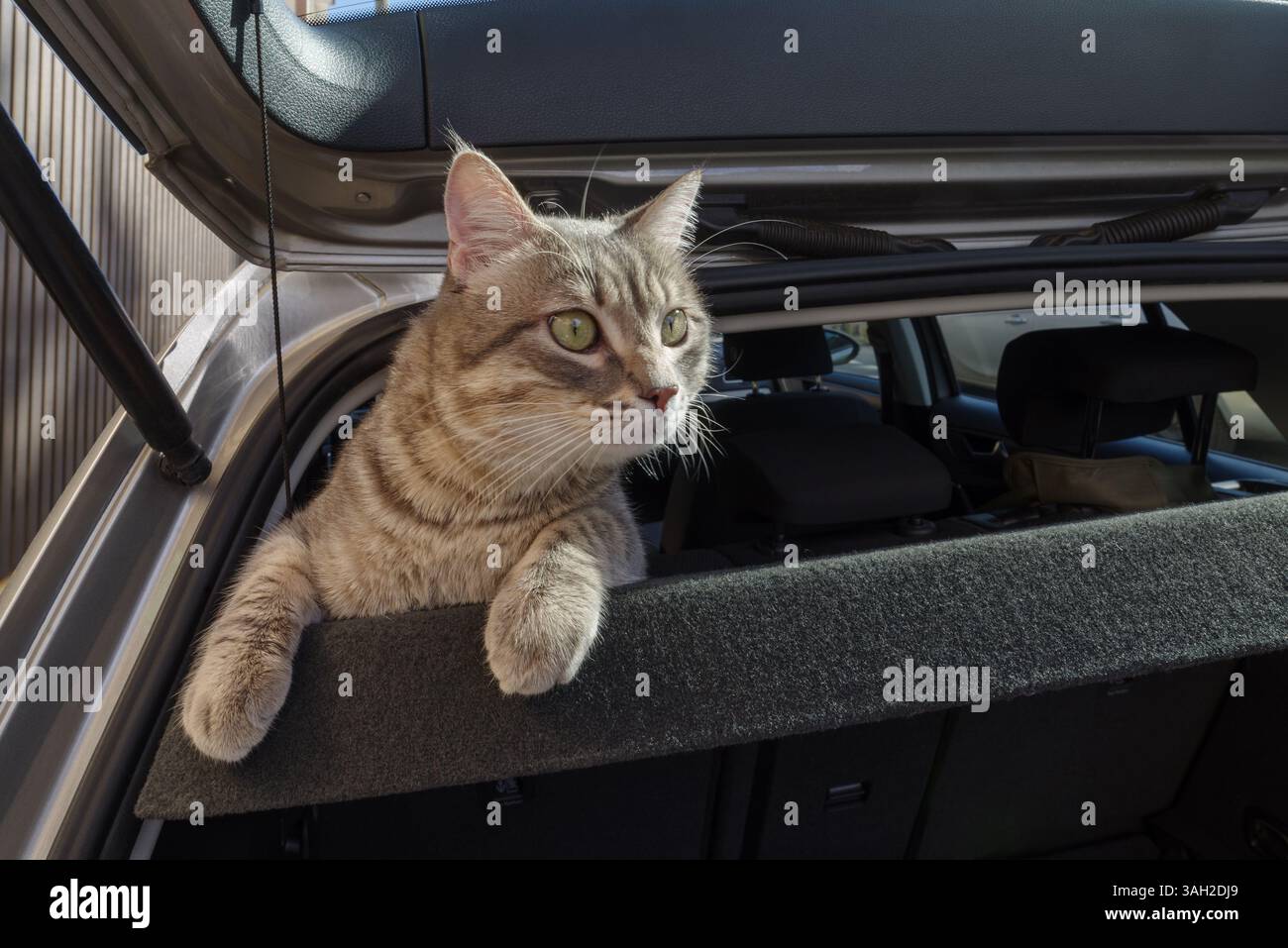 Close up scared european hi-res stock photography and images - Alamy