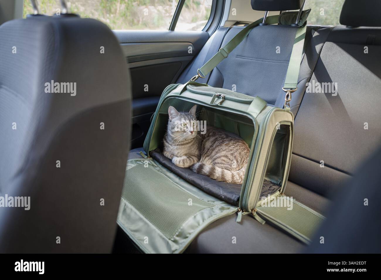 Cat in pet carrier on passenger seat of the car Stock Photo - Alamy