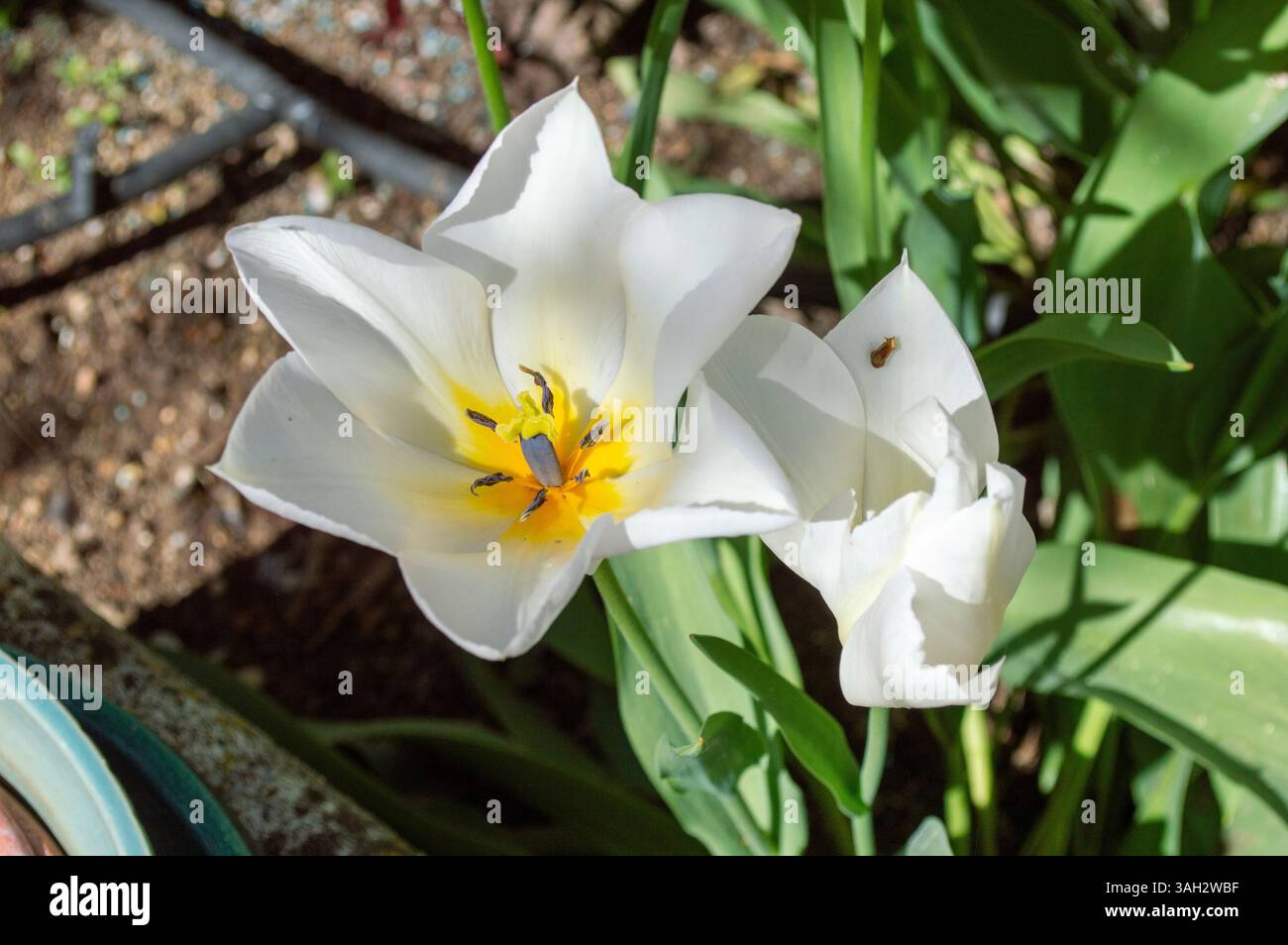 Beautiful white tulips in the garden in spring. Bulbous flowers Stock ...