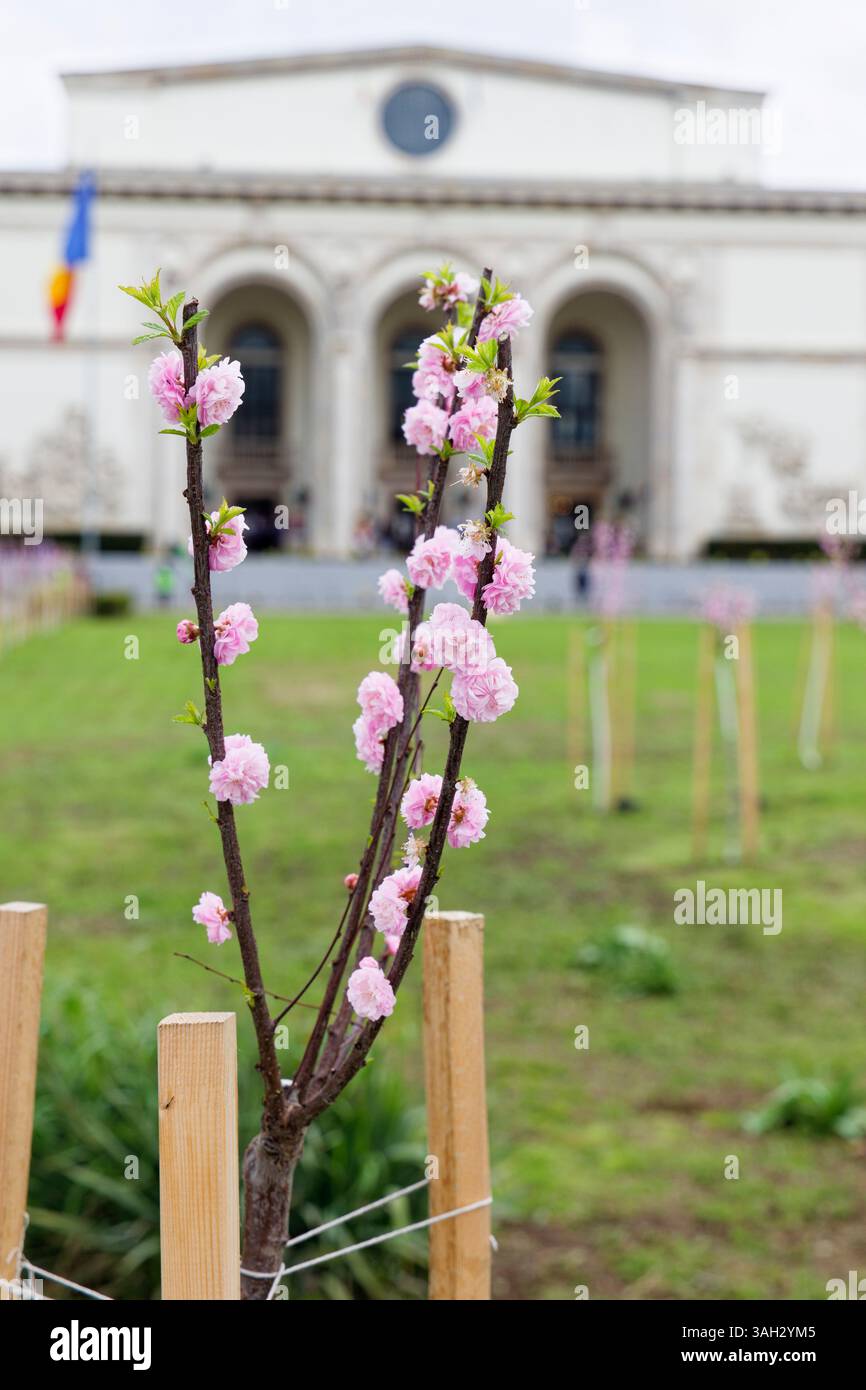 Prunus triloba lindl hi-res stock photography and images - Alamy
