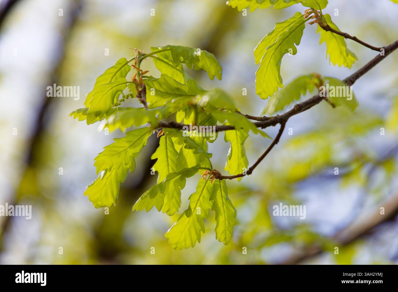 New leaves of the Algerian oak (Quercus canariensis Willd) on a sunny ...