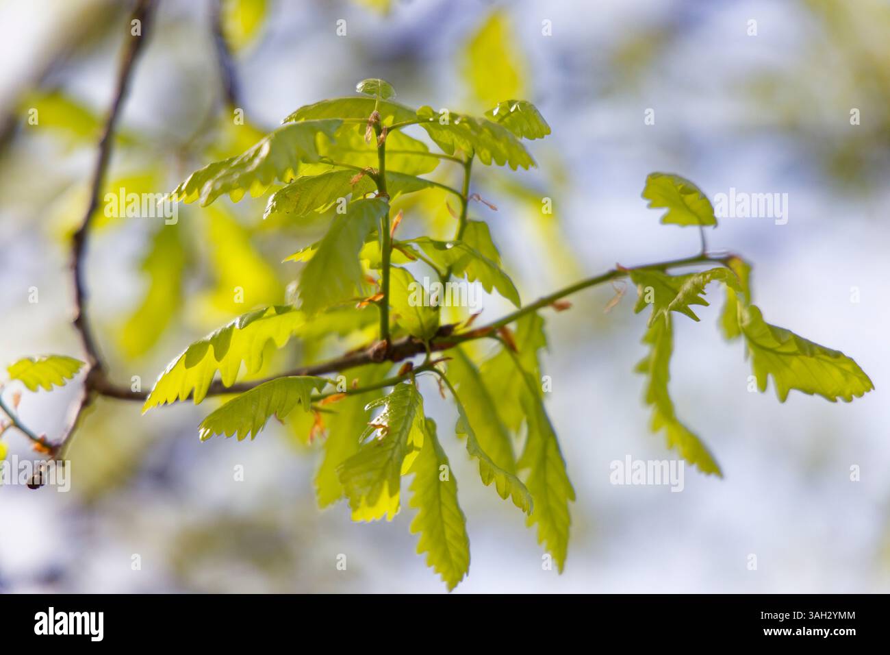 Quercus canariensis willd hi-res stock photography and images - Alamy