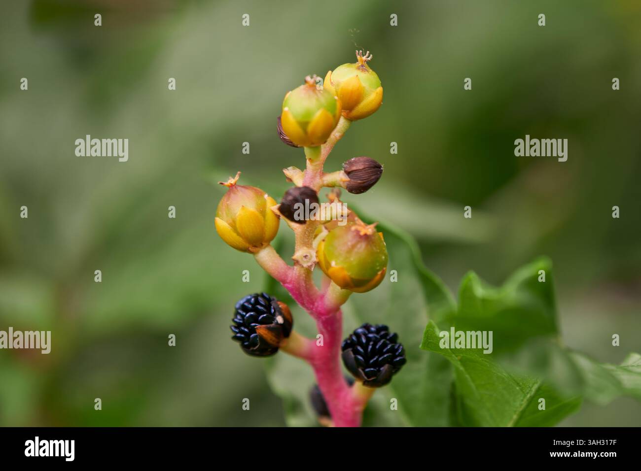 Cluster of small, unripe berries on a stem Stock Photo - Alamy