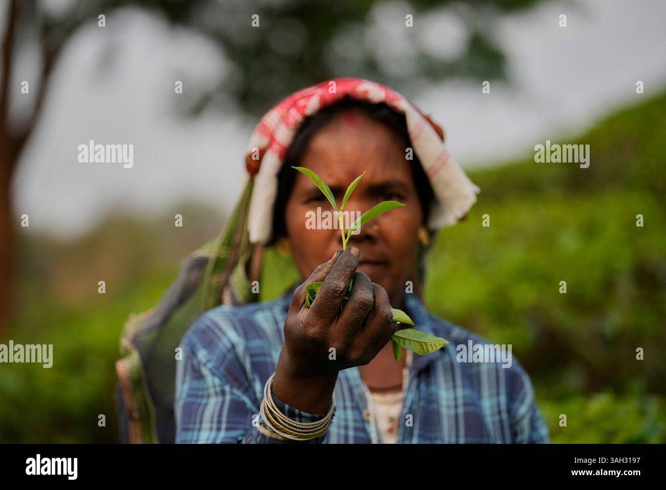 A woman labourer shows tea leaves in a tea garden on the outskirts of ...