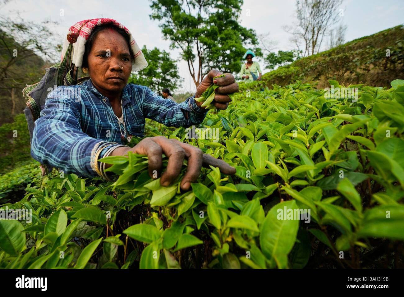 A woman labourer plucks tea leaves in a tea garden on the outskirts of Guwahati, India ...