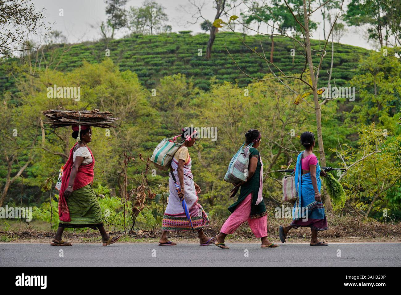 Labourers return after plucking tea leaves in a tea garden on the outskirts of Guwahati, India ...
